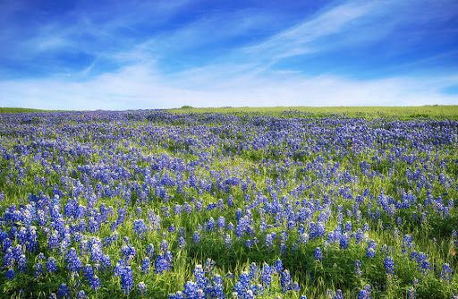 A Guide to Spring & Summer Wildflowers in Texas Hill Country - Inn on ...
