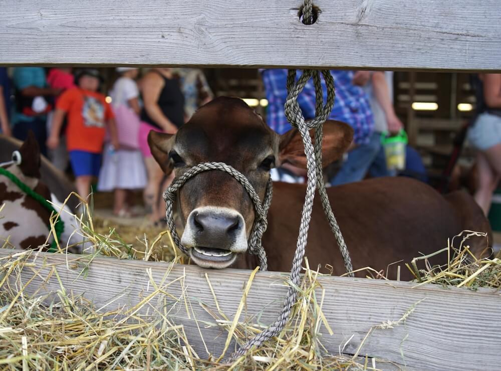Your Guide to the Gillespie County Fair in Fredericksburg - Inn on ...